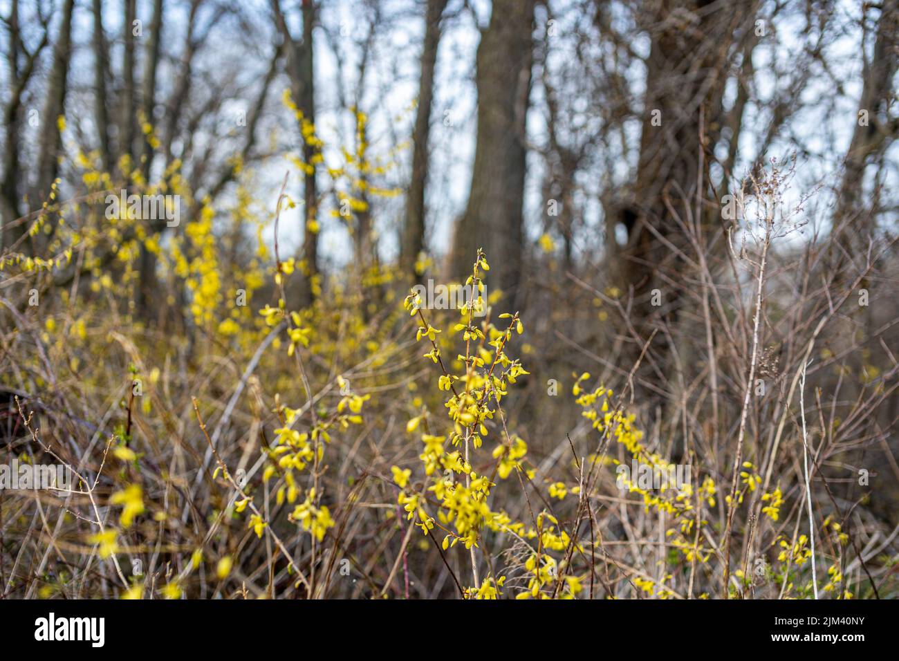 A close-up of small yellow flowers blooming in the spring forest Stock ...