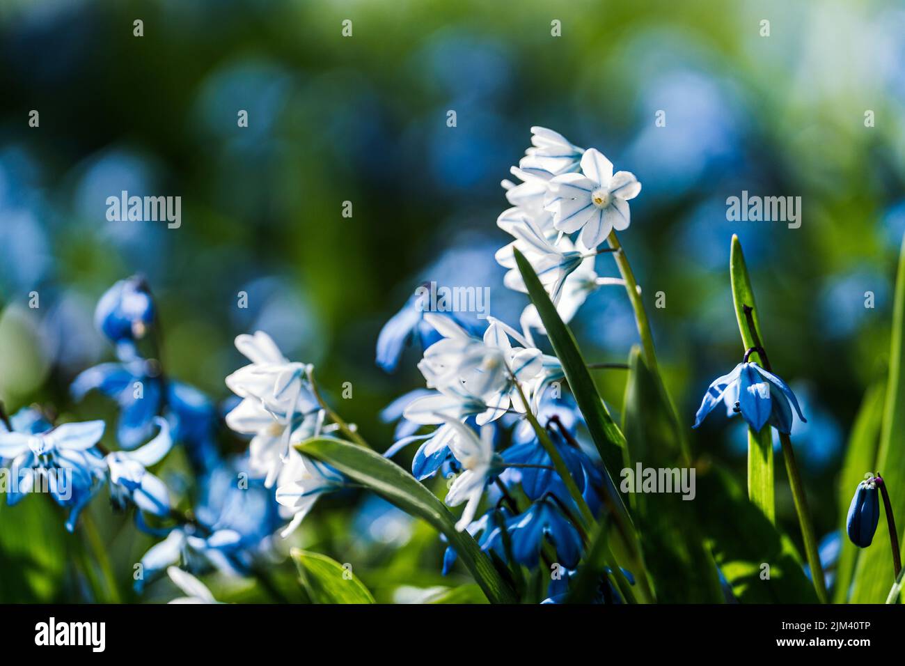 Small white and blue flowers in green bed Stock Photo - Alamy