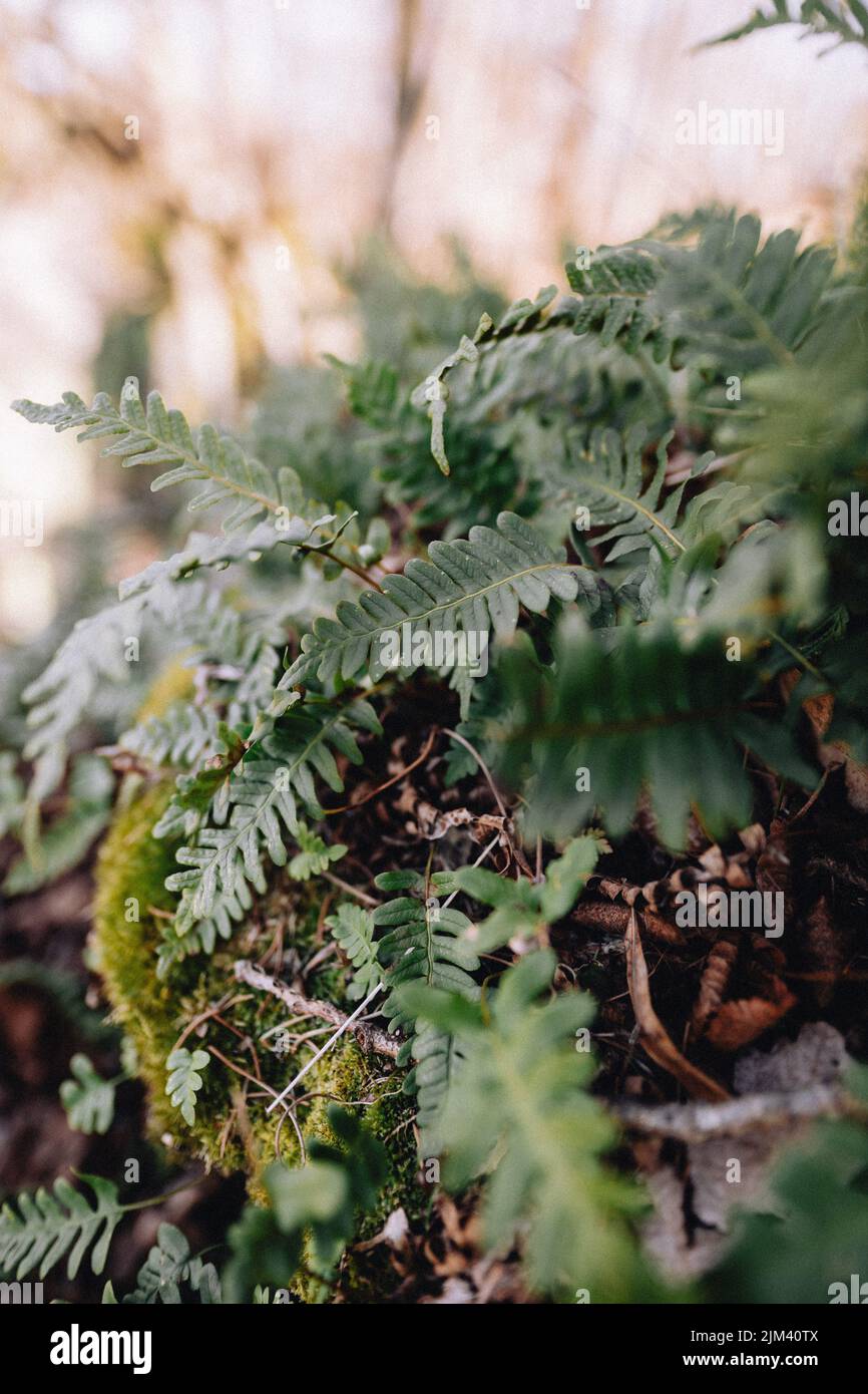 A fern (Polypodiopsida or Polypodiophyta) in a forest Stock Photo - Alamy