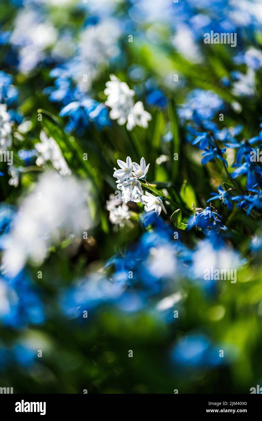 White and blue flowers blooming Stock Photo - Alamy