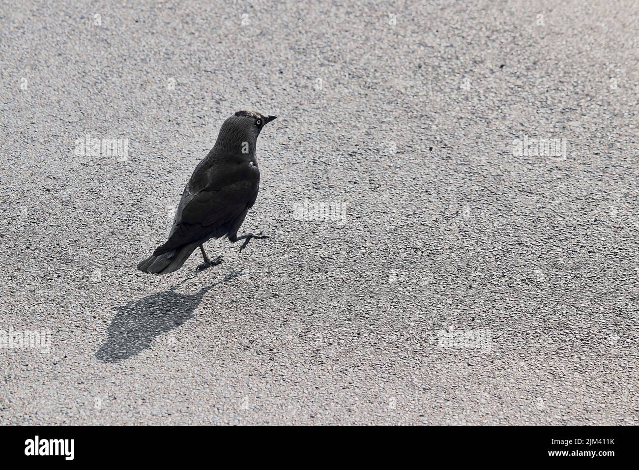 A closeup of the western jackdaw, Coloeus monedula, also known as the ...