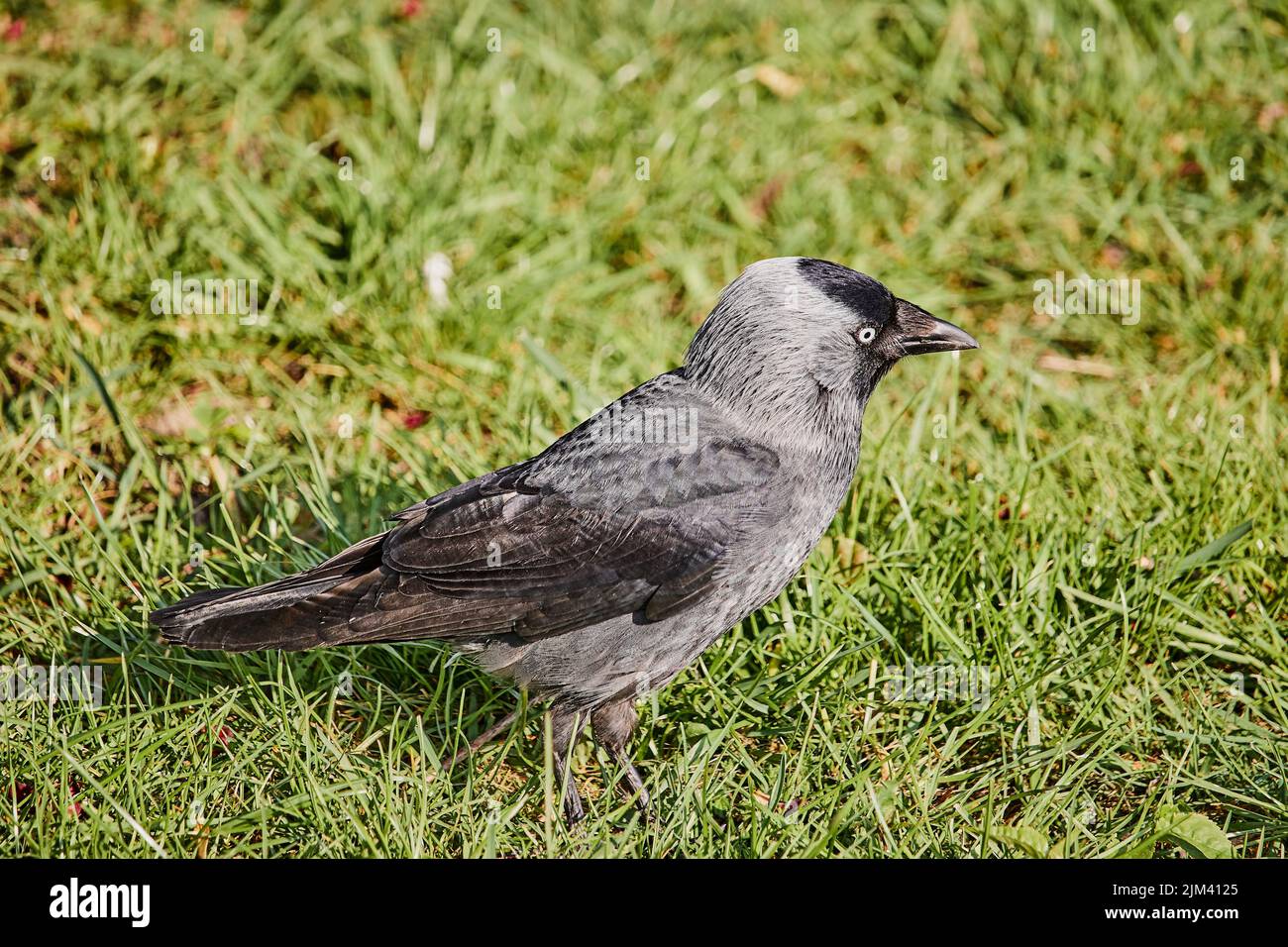 A closeup of the western jackdaw, Coloeus monedula, also known as the ...
