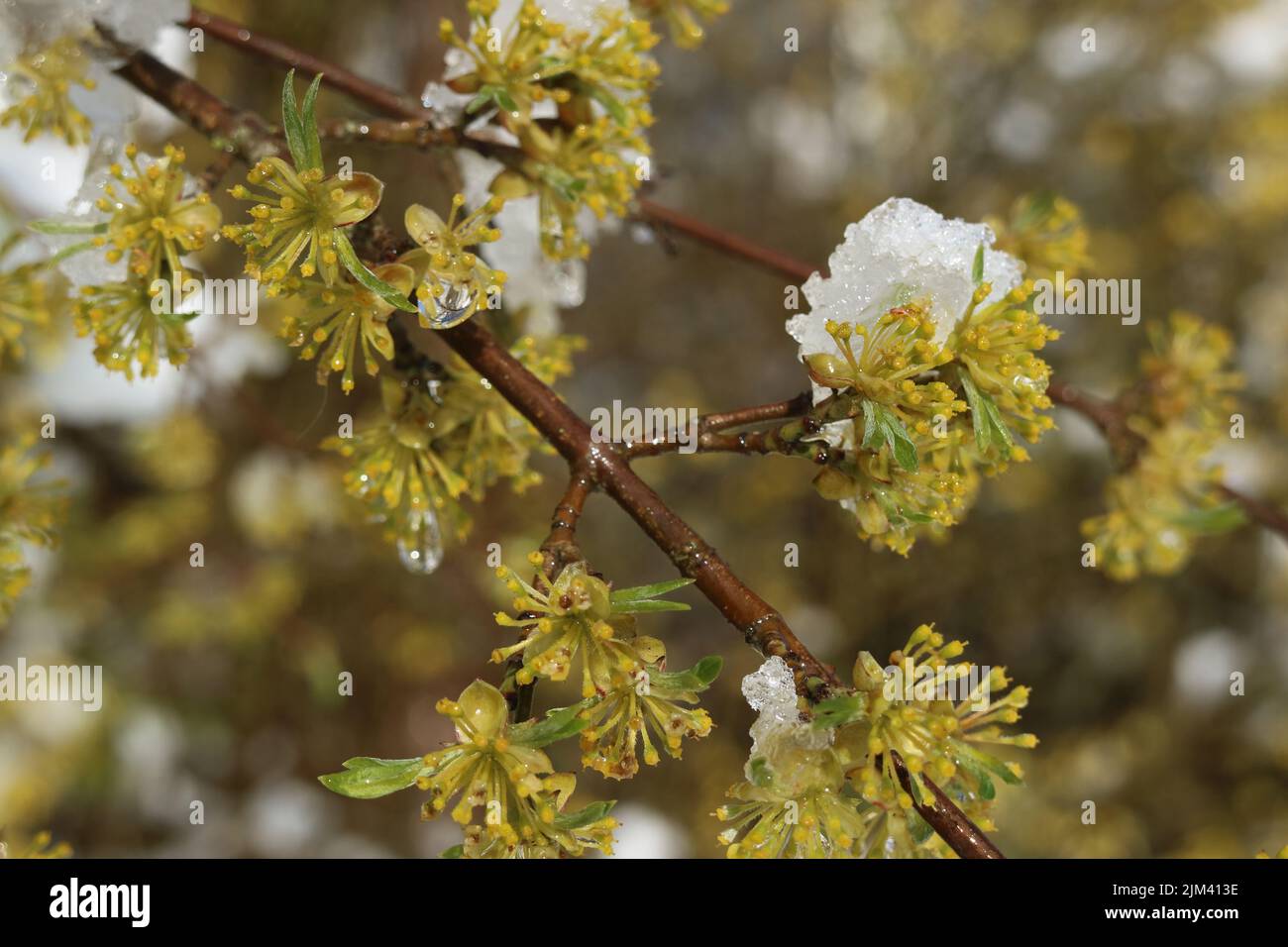 Cornus mas blooming hi-res stock photography and images - Alamy