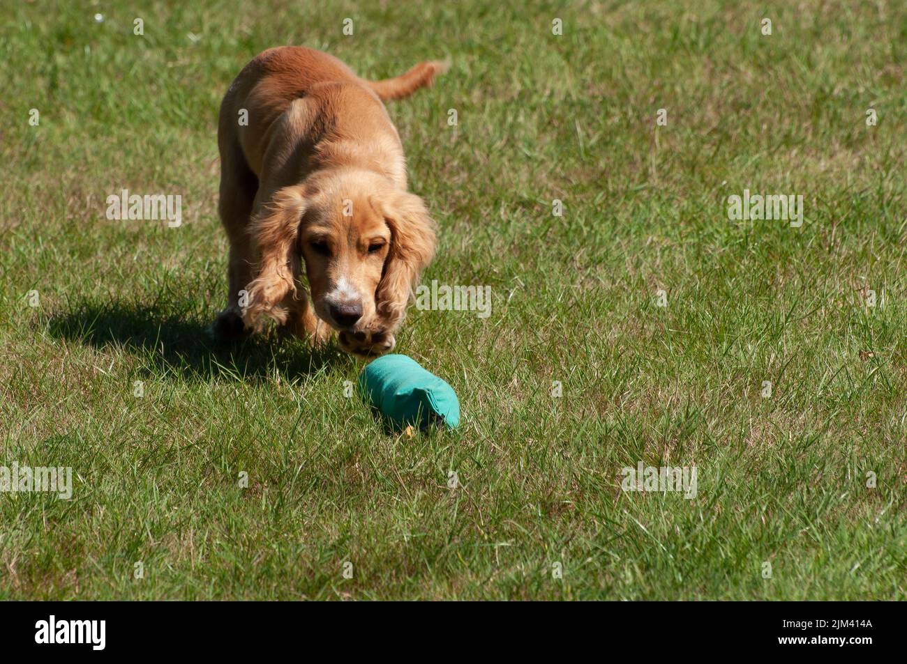 Young English Cocker Spaniel puppy training to fetch canvas hunting ...
