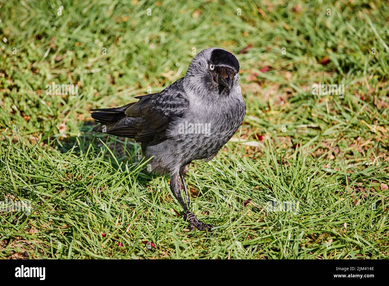 A closeup of the western jackdaw, Coloeus monedula, also known as the ...