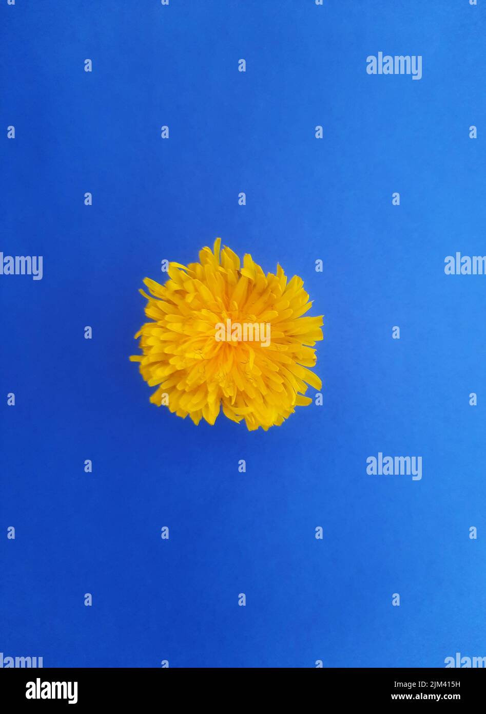 beautiful dandelion flower with unusual petal Stock Photo - Alamy