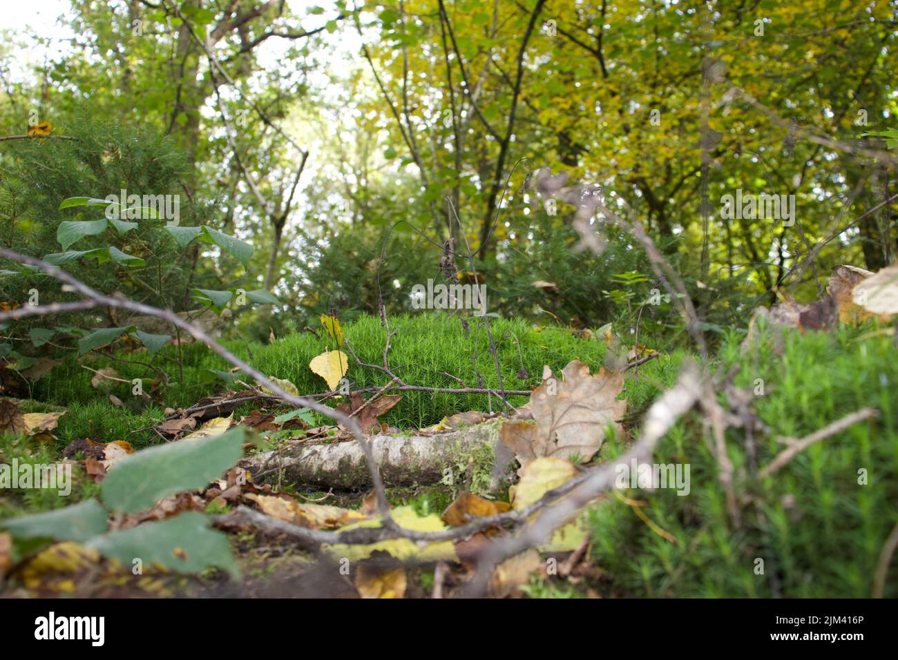 A closeup of the leaves and twigs on the ground against the green ...