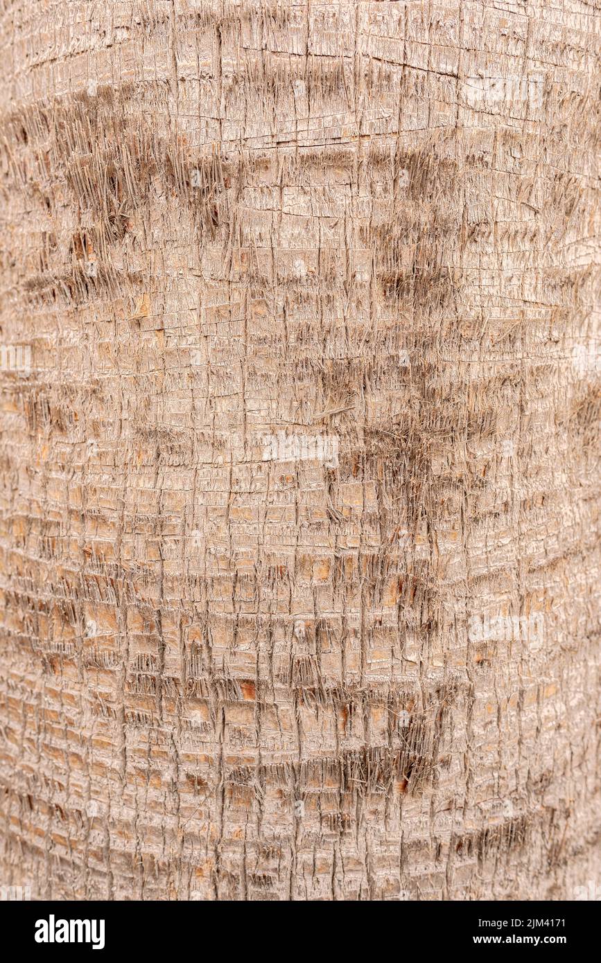 Seamless texture white tree bark wallpaper background, color Stock ...