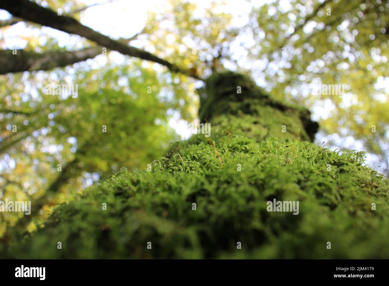 A low angle closeup of the tree trunk covered with moss Stock Photo - Alamy
