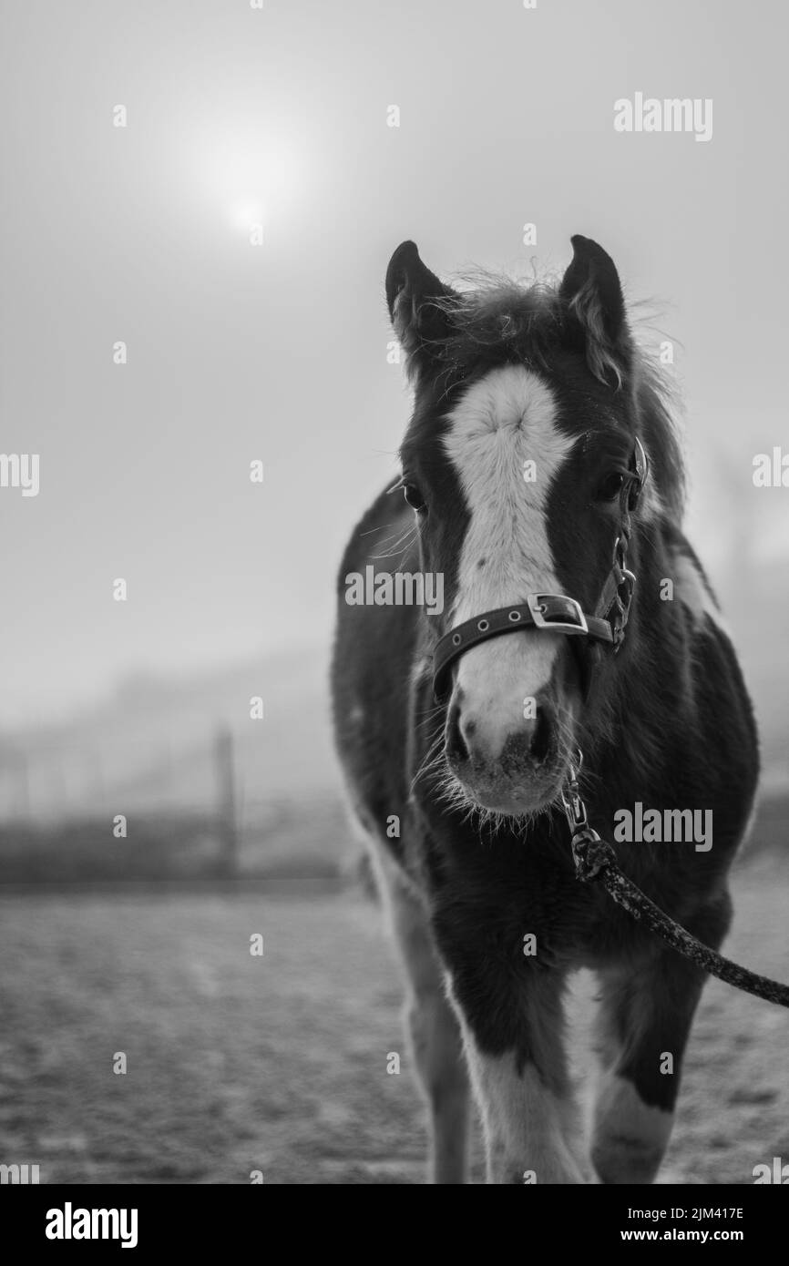 Greyscale horse hi-res stock photography and images - Alamy