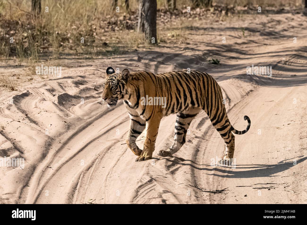 A tiger walking on a dirt road in the forest in India, Madhya Pradesh ...