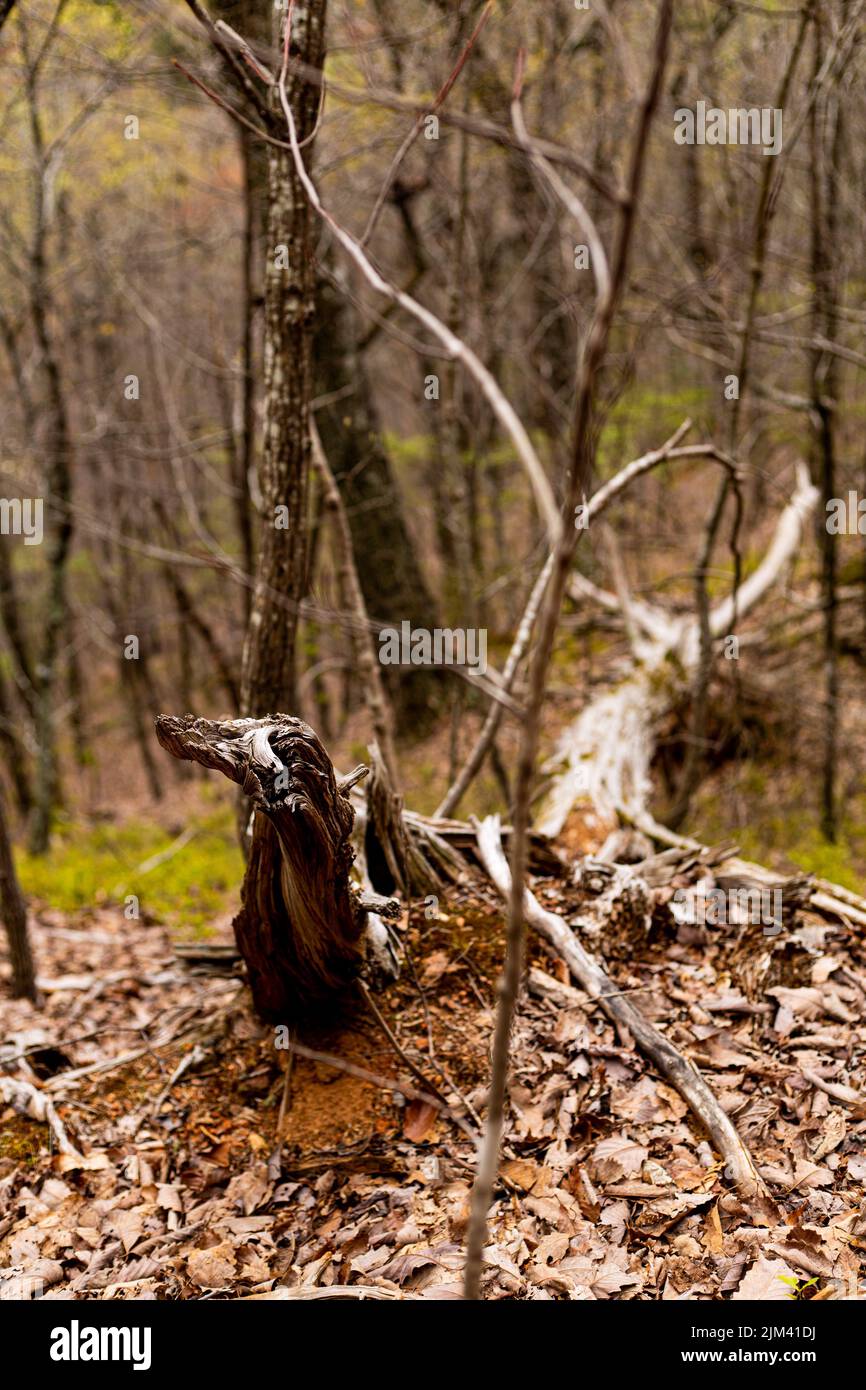 Closeup of fallen tree roots on a hiking trail Stock Photo - Alamy