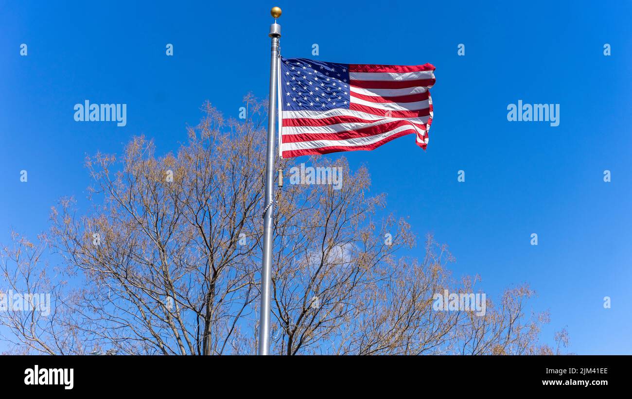 An American flag waving in the breeze in background of tree branches ...