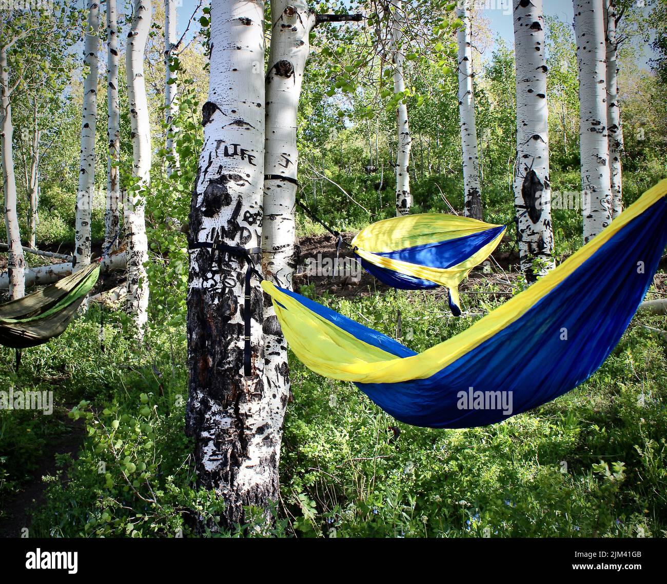 A view of empty yellow and blue hammocks hanging from trees in the ...