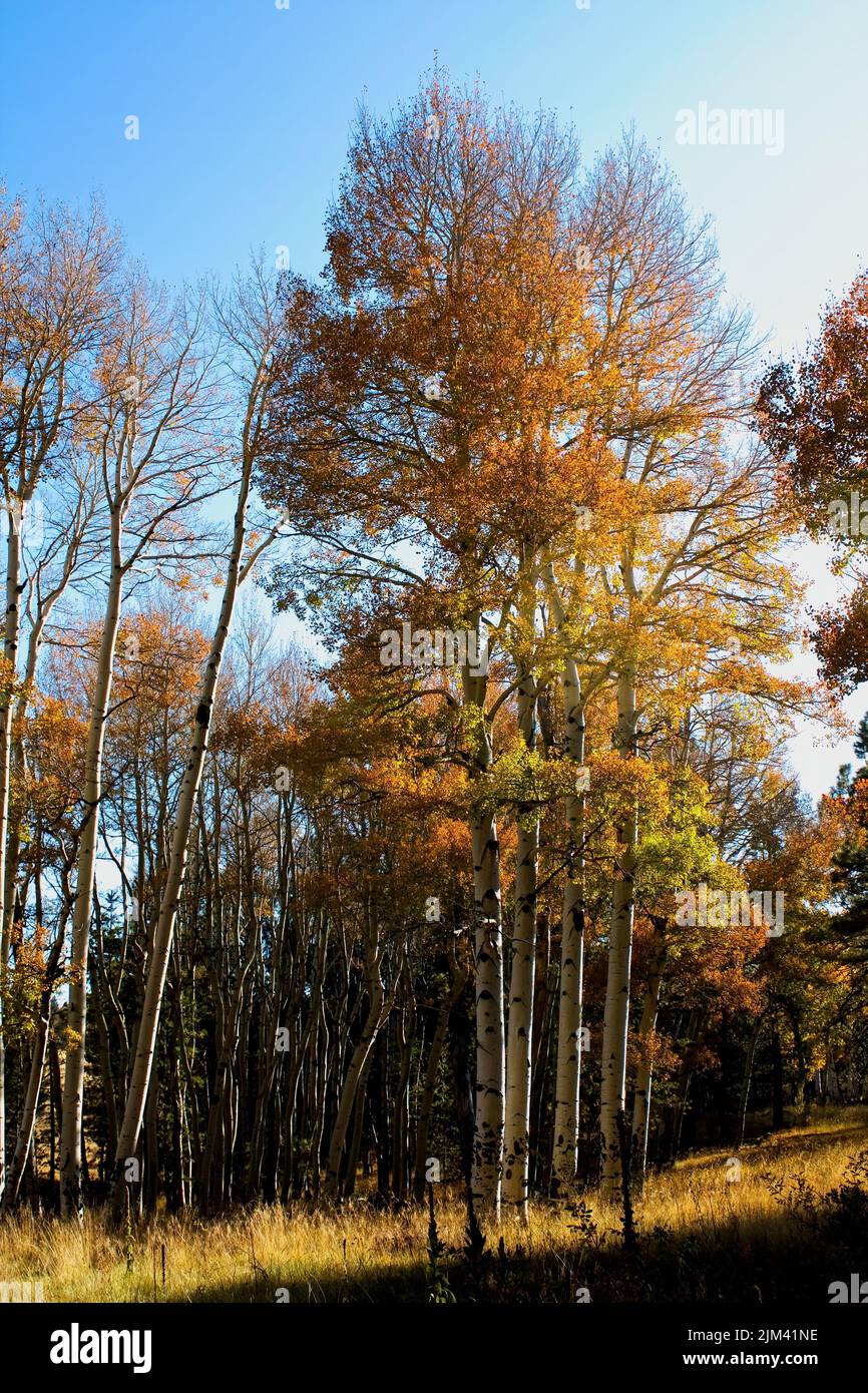 Fall colors in the Flagstaff, Arizona area Stock Photo - Alamy