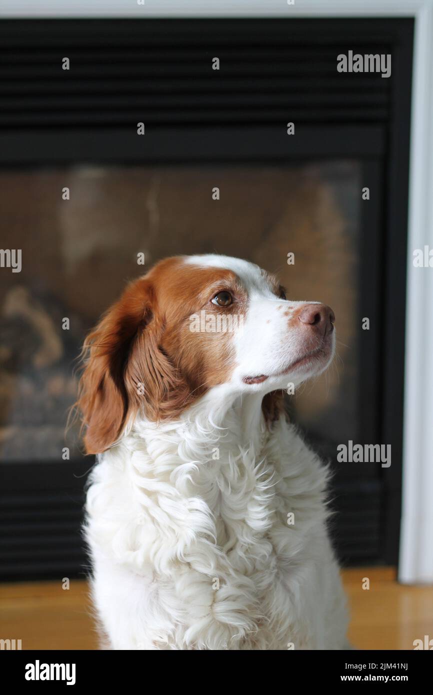A beautiful portrait of a Brittany Spaniel dog sitting on the floor ...