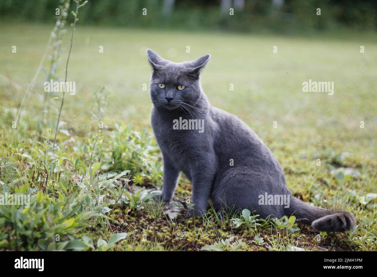 Raas cat hi-res stock photography and images - Alamy