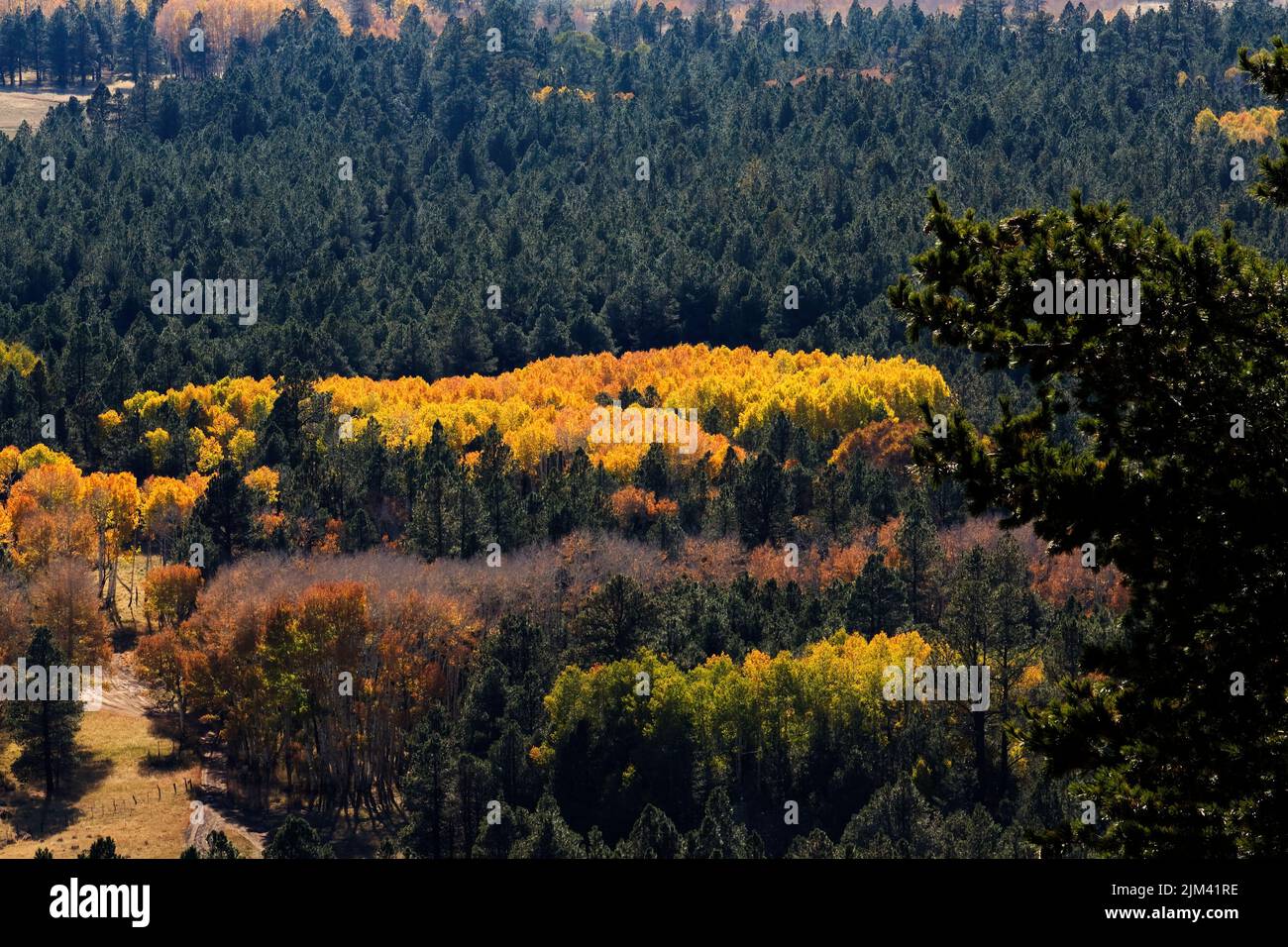 Fall colors in the Flagstaff, Arizona area Stock Photo - Alamy