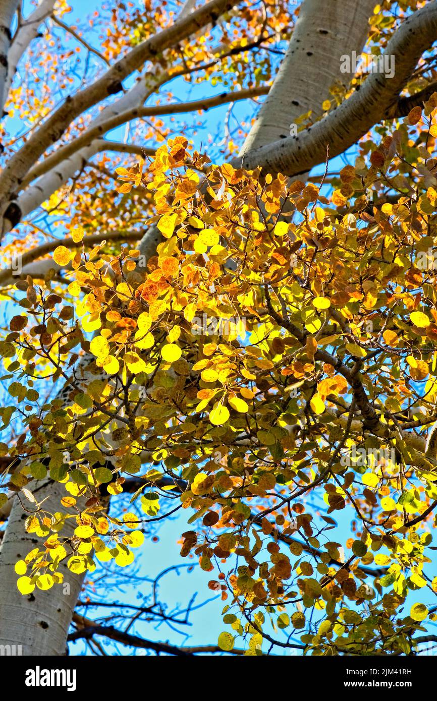 Fall colors in the Flagstaff, Arizona area showing closeup of yellow ...