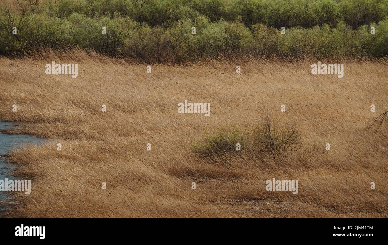 A field with dried yellow grass and a pond Stock Photo - Alamy