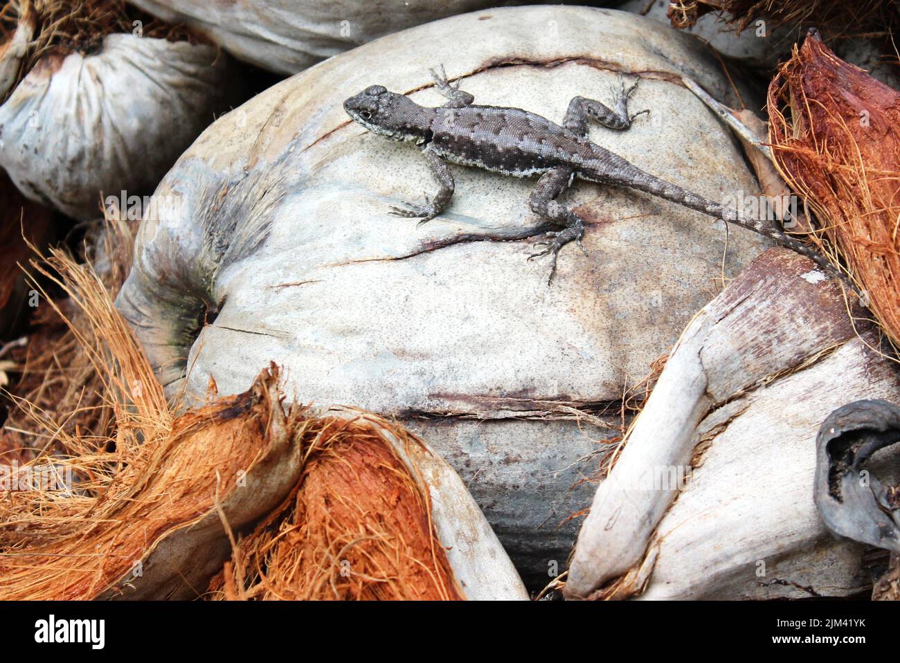 Small wild lizard with scales in black and gray colors on a pile of dry ...