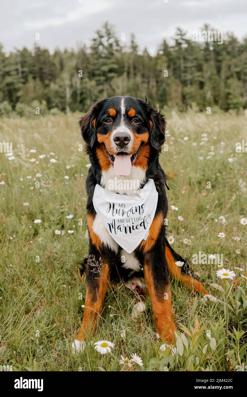 A closeup shot of a smiling Bernese mountain dog sitting on the grass ...