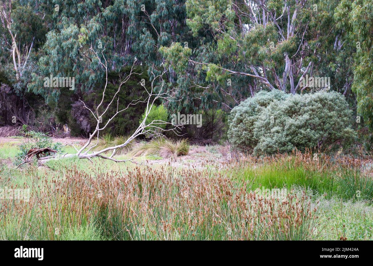 australian bushland and wetland landscape with eucalyptus trees and ...
