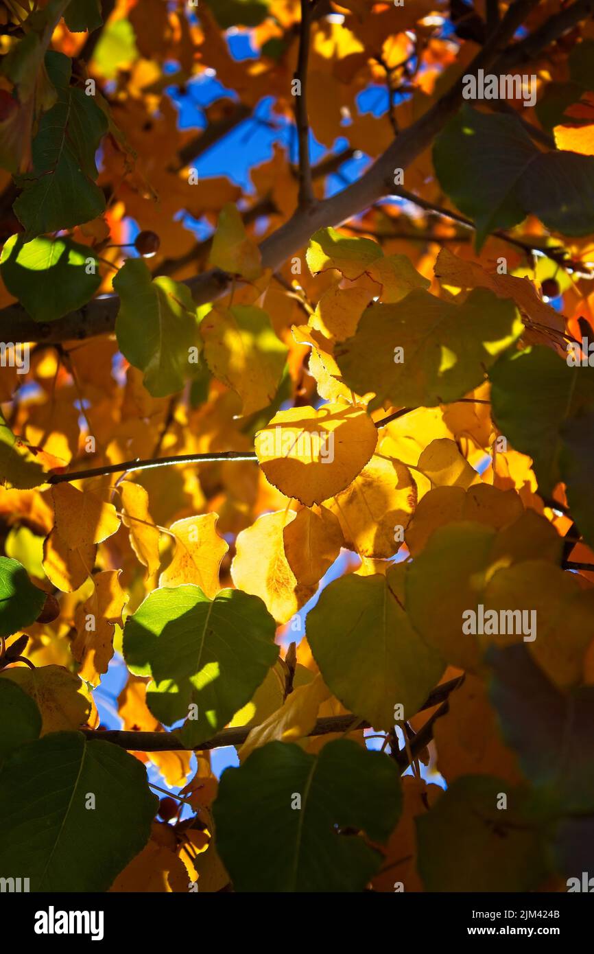Closeup of leaves changing color in the fall Stock Photo - Alamy