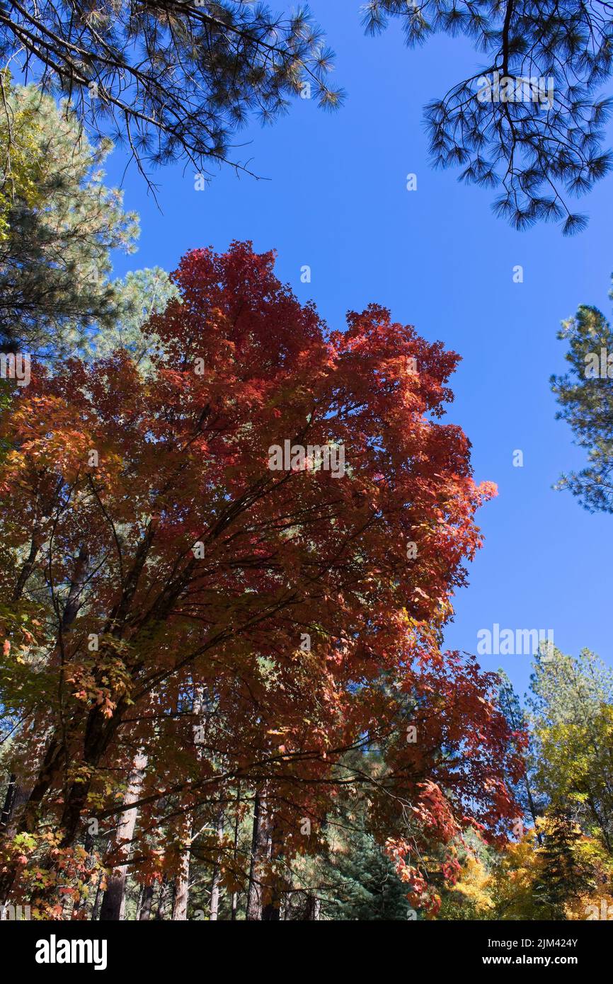 Tree with red leaves in the forest in fall Stock Photo - Alamy