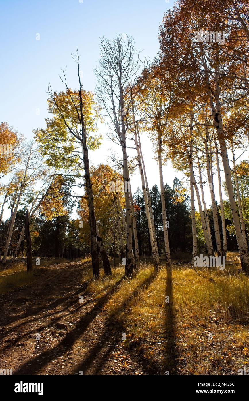Yellow aspens casting long shadows across a dirt road in the forest ...