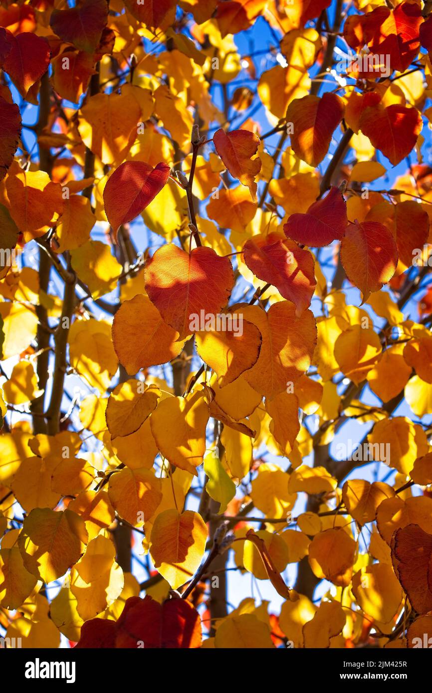 Closeup of leaves changing color in the fall Stock Photo - Alamy