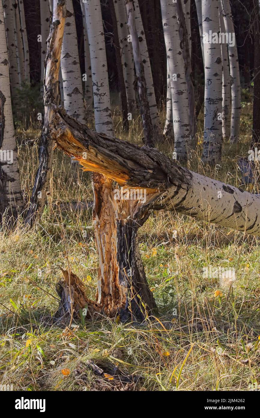 Closeup of a snapped aspen tree trunk Stock Photo - Alamy
