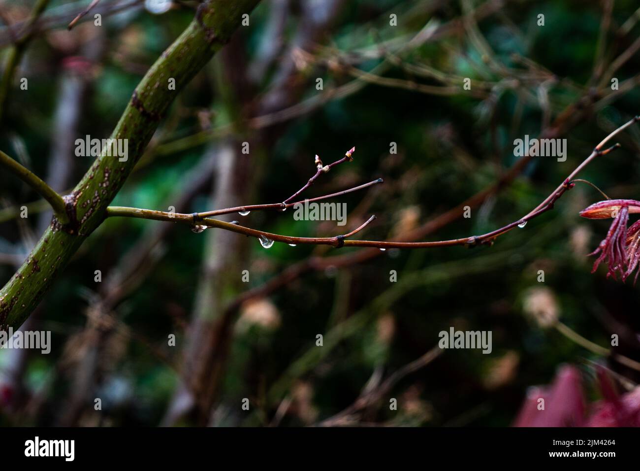 newly sprouting branches with wet water droplets Stock Photo - Alamy
