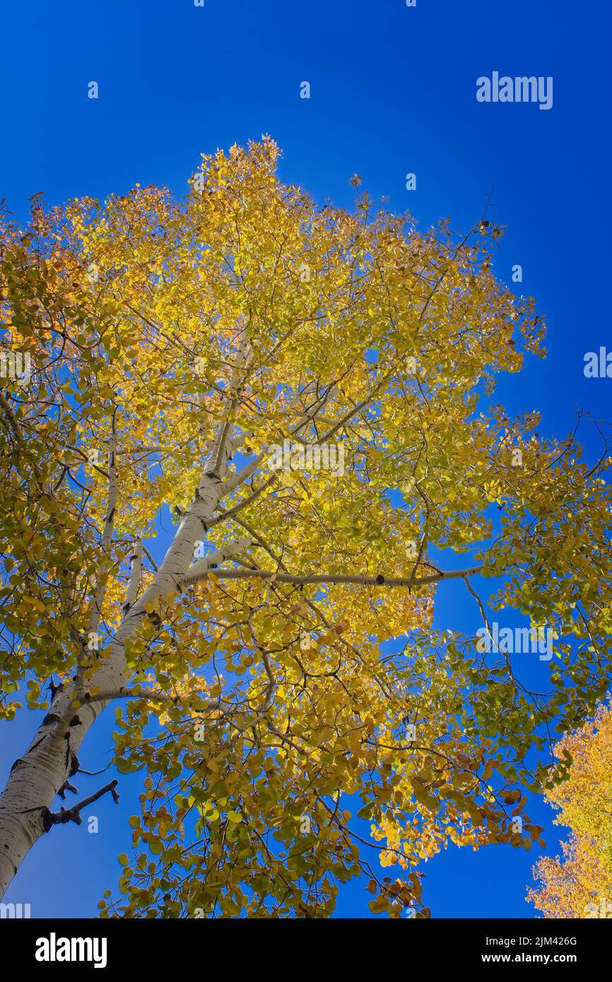 Looking up at yellow leaves in a tall aspen tree with a blue sky in the ...