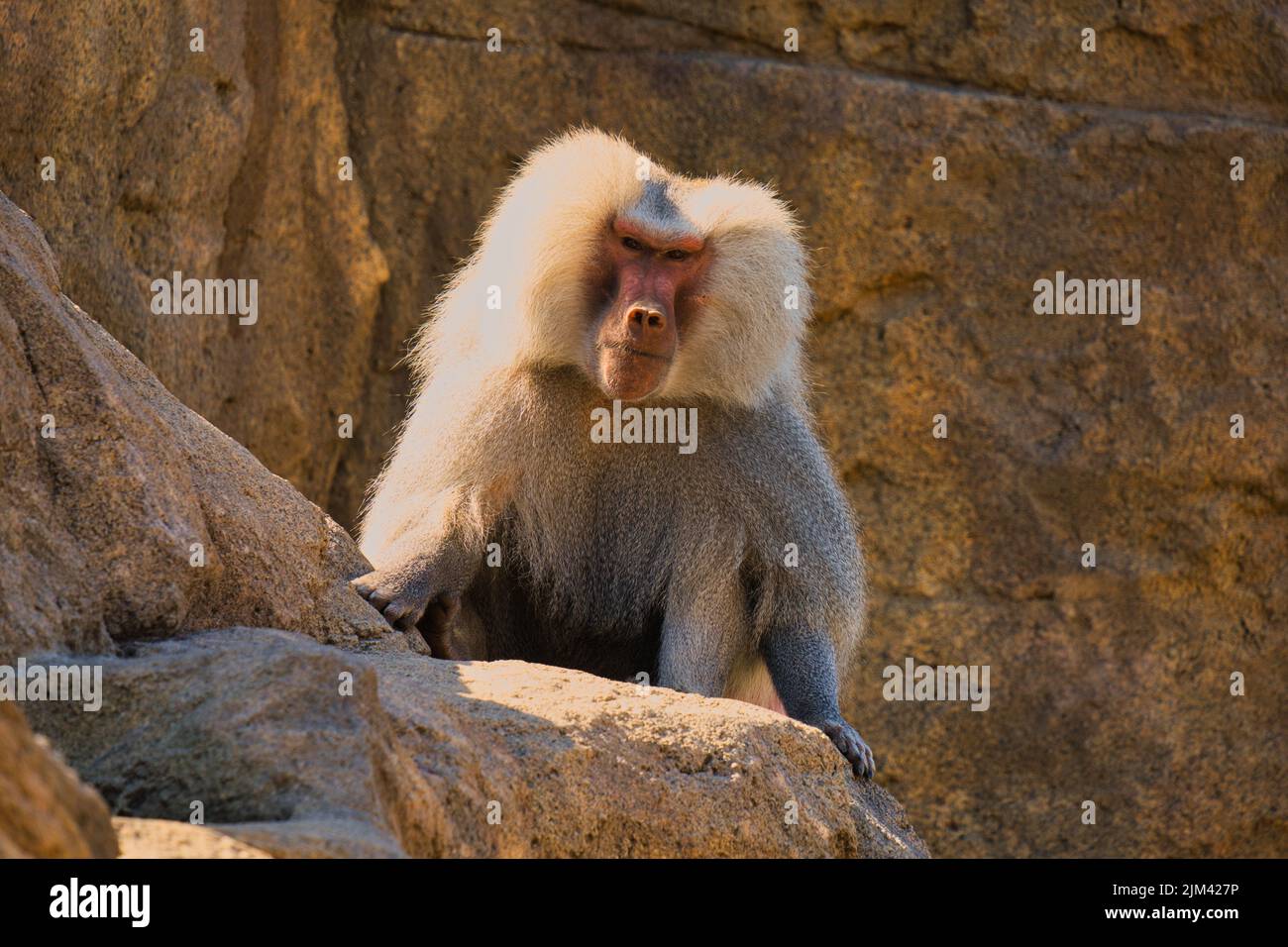 A fluffy white baboon monkey on a cliffside Stock Photo - Alamy
