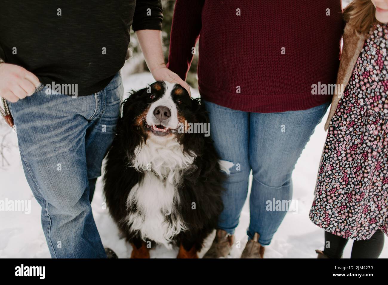 A closeup portrait of a Bernese Mountain Dog standing near people in ...