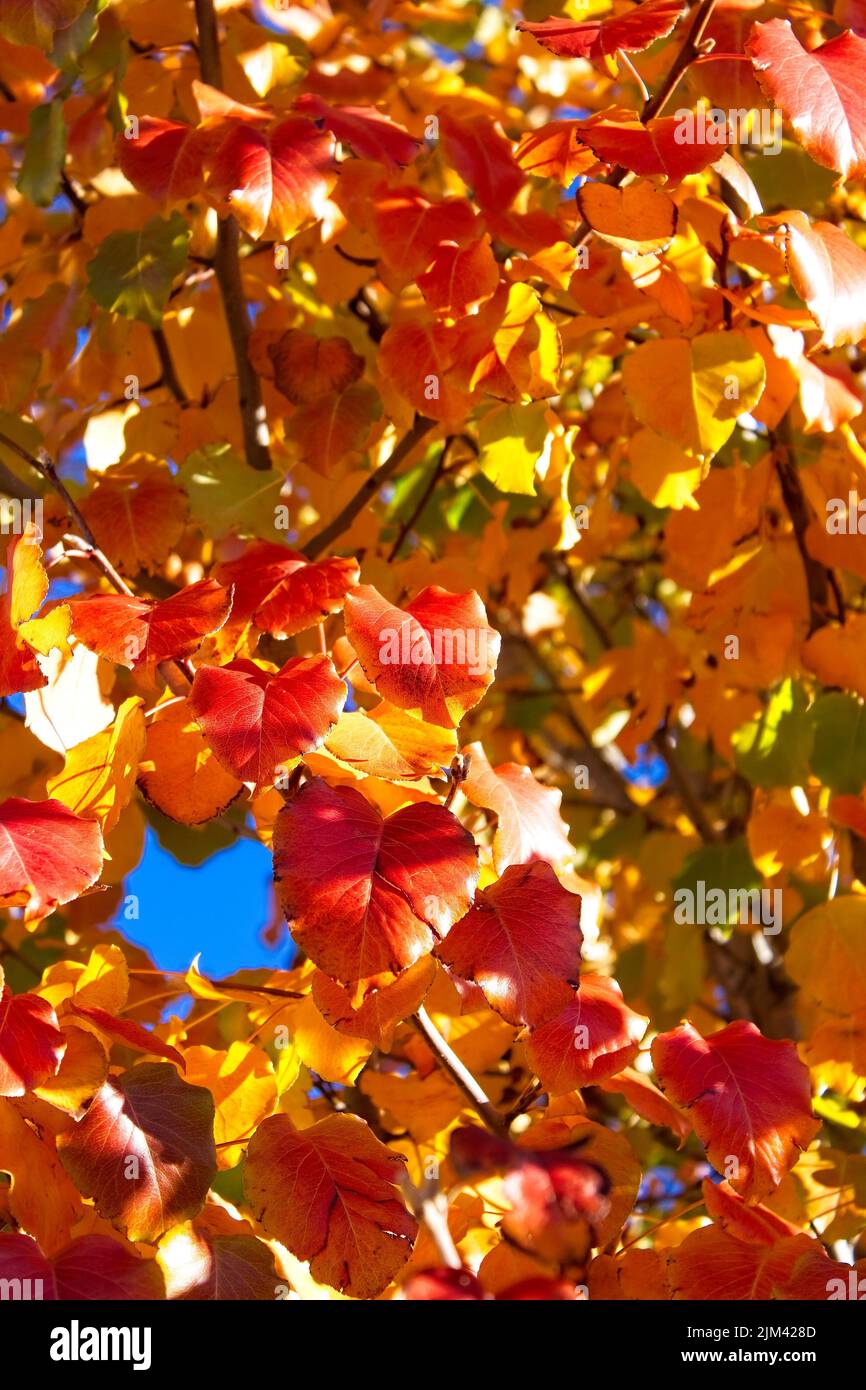 Closeup of leaves changing color in the fall Stock Photo - Alamy
