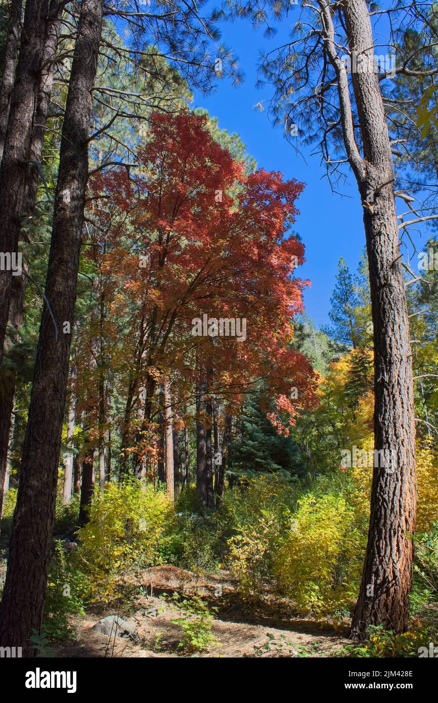 Tree with red leaves in the forest in fall Stock Photo - Alamy