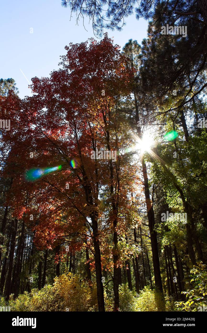 Tree with red leaves in the forest in fall Stock Photo - Alamy
