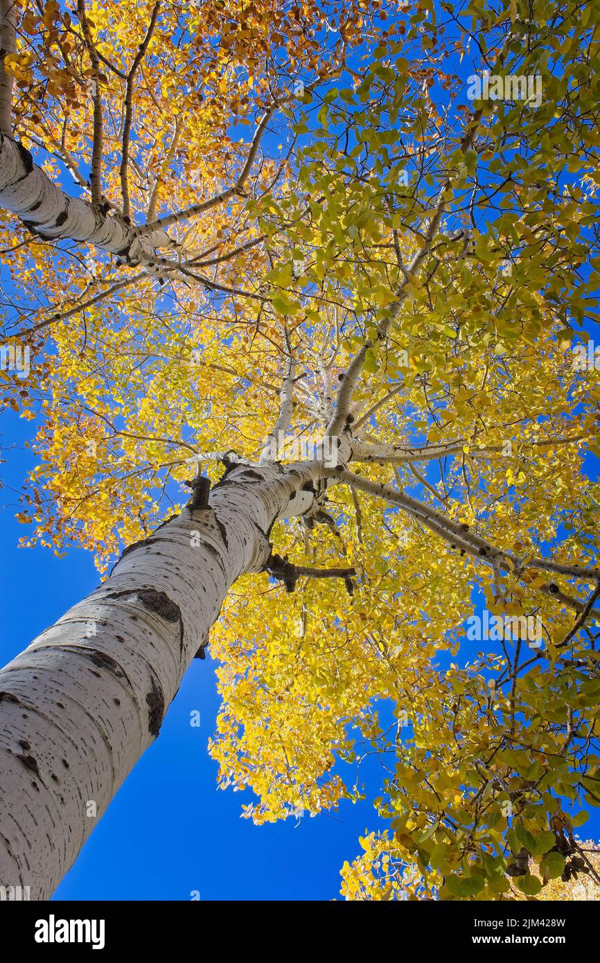 Looking up tall aspen trees hi-res stock photography and images - Alamy