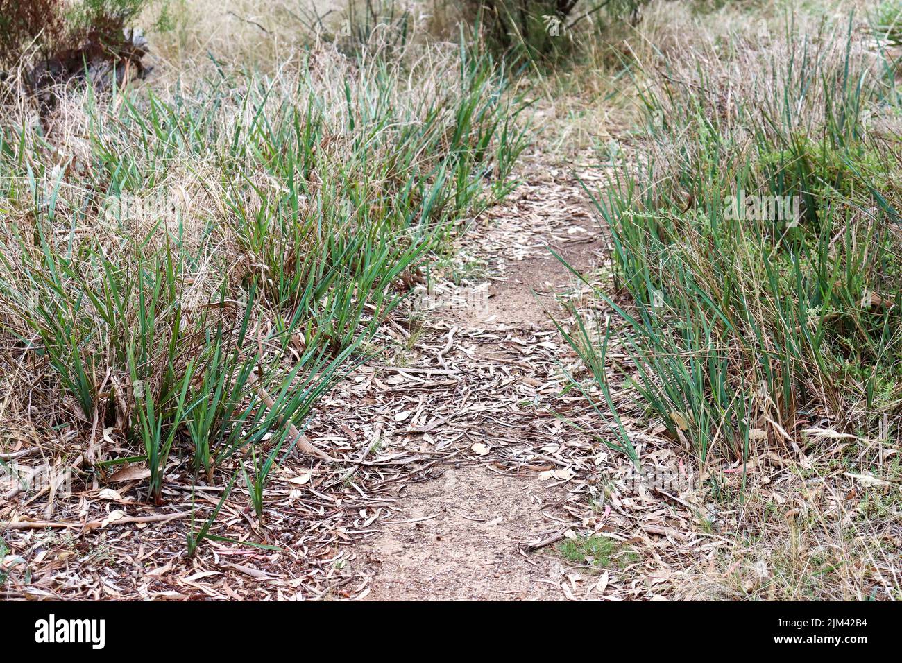 dirt track through native grasses in australian bus Stock Photo - Alamy