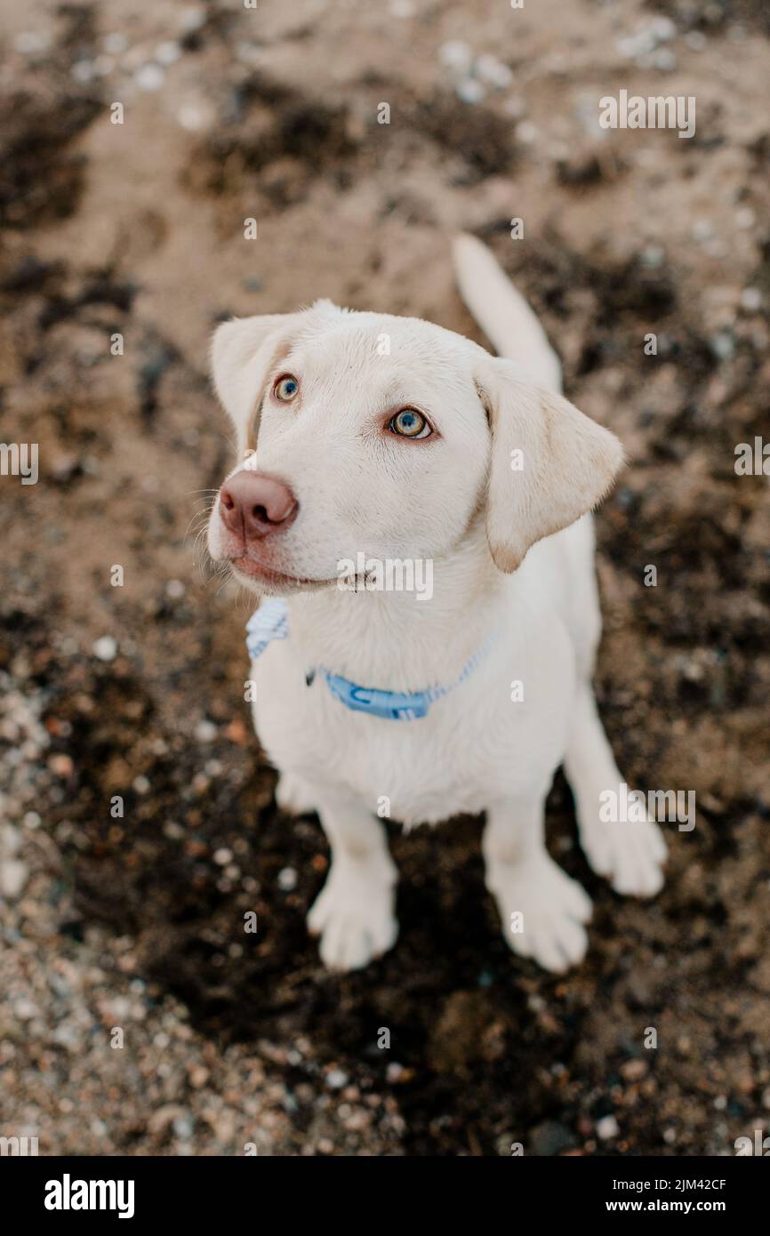 Closeup shot labrador retriever hi-res stock photography and images - Alamy