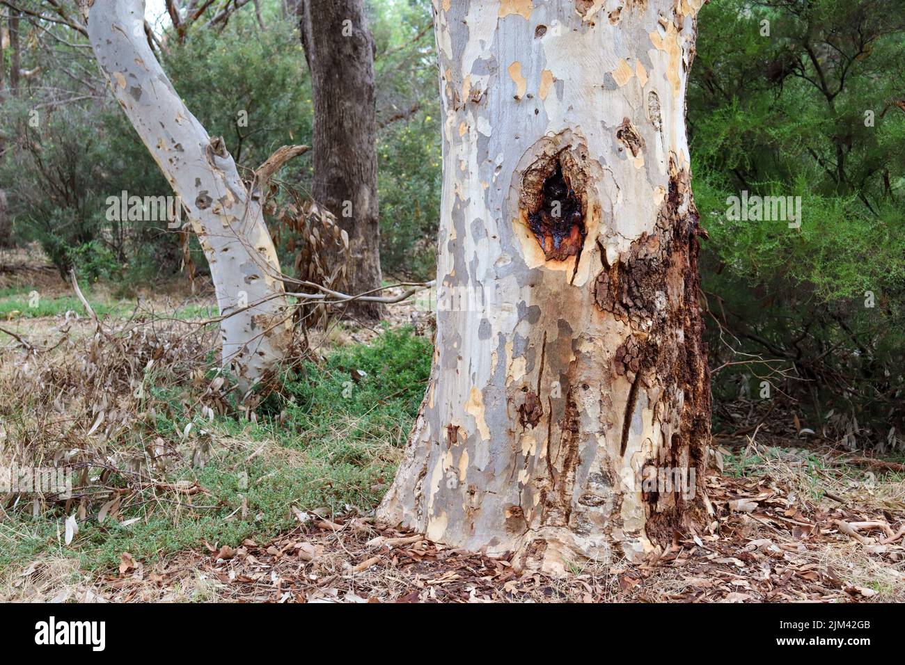 eucalyptus tree trunks in australian bushland Stock Photo - Alamy