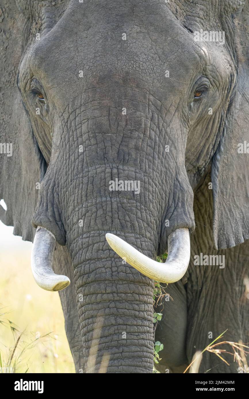 Front facing Elephant with broken and crooked ivory tusk in the Maasai ...