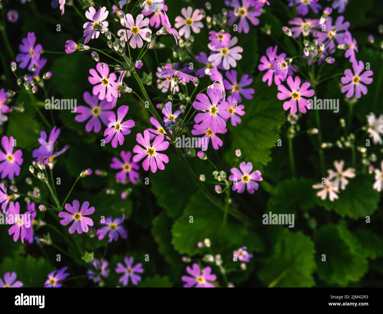 A closeup of Primula farinosa, bird's-eye primrose, small perennial ...