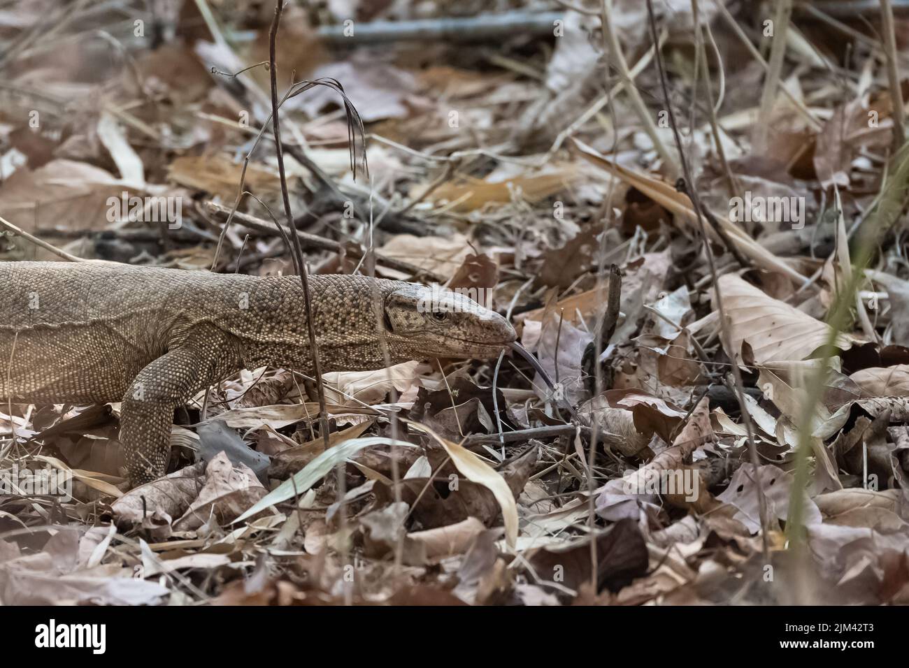 Bengal monitor, Varanus bengalensis, big lizard in the forest in India ...