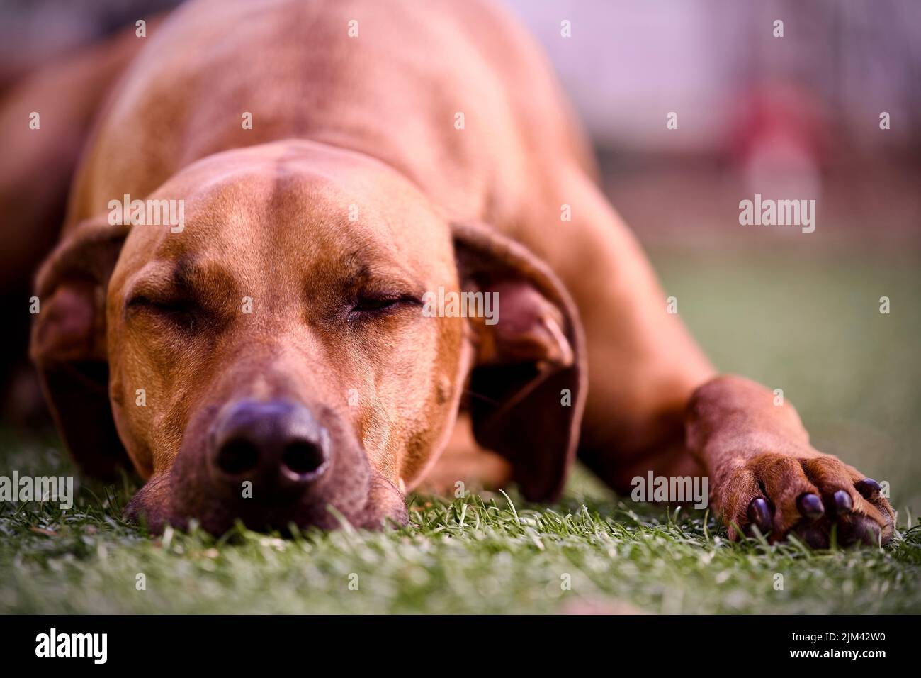 A Rhodesian Ridgeback sleeping in the sun Stock Photo - Alamy