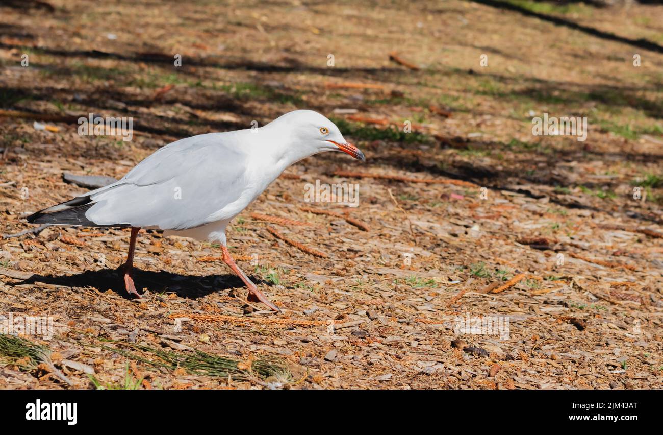 Closeup shot seagull walking on hi-res stock photography and images - Alamy