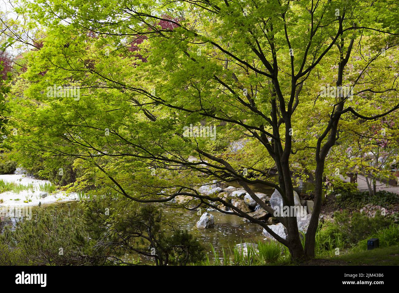 A calm lake surrounded with green trees in a Japanese garden Stock ...