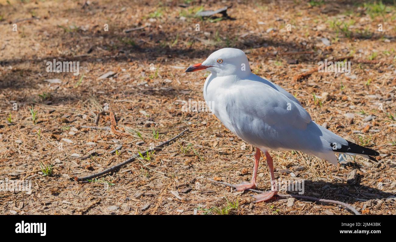 a closeup shot of seagull walking on grass Stock Photo - Alamy